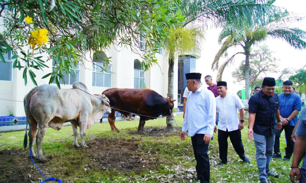 Pemkab Muba bakal bagikan 32 ekor sapi untuk Panti Asuhan, Disabilitas ...